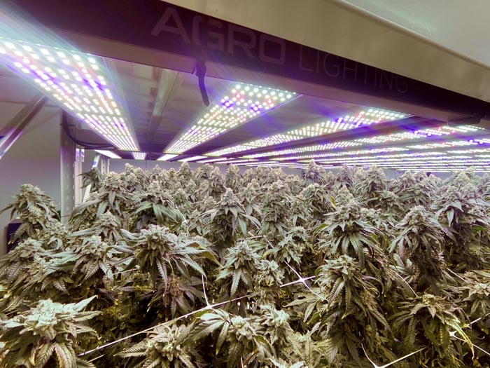 Free Resources To Help You Grow With Full Spectrum Grow Lights