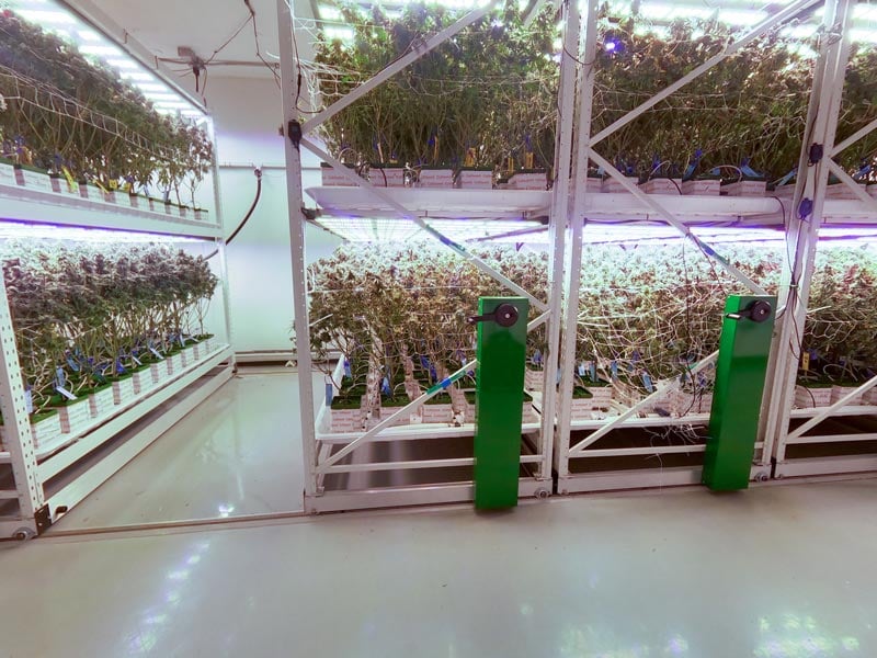 Free Resources To Help You Grow With Full Spectrum Grow Lights